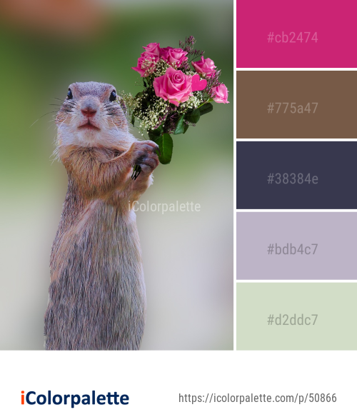 Color Palette Ideas from Mammal Fauna Squirrel Image | iColorpalette