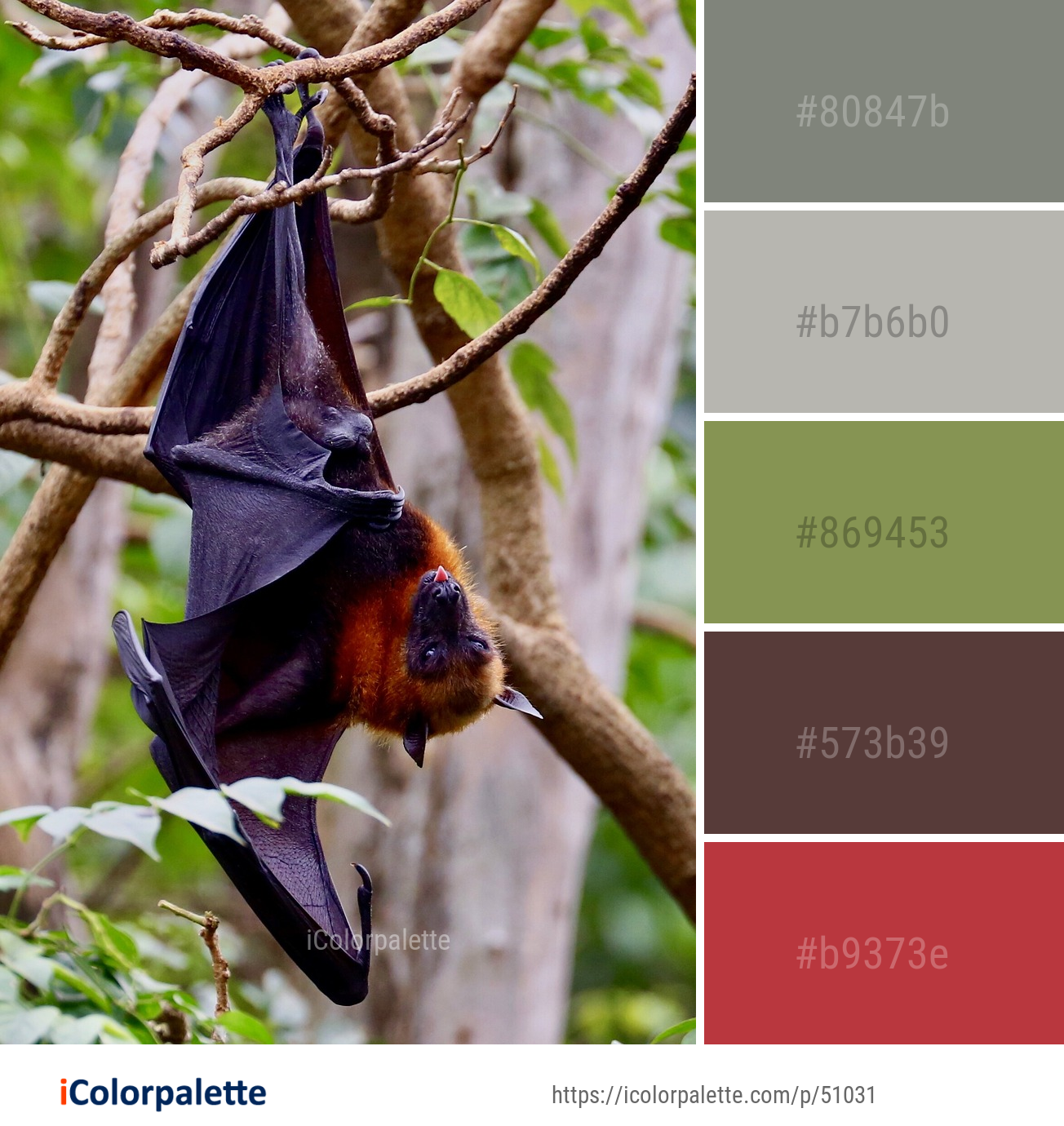 Color Palette Ideas from Fauna Mammal Flora Image | iColorpalette