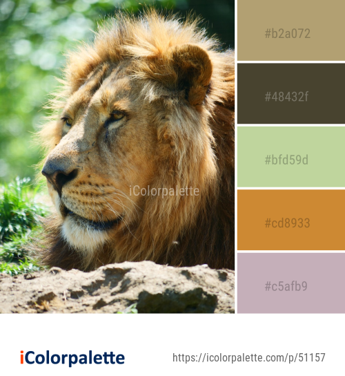 Color Palette Ideas from Wildlife Lion Fauna Image | iColorpalette