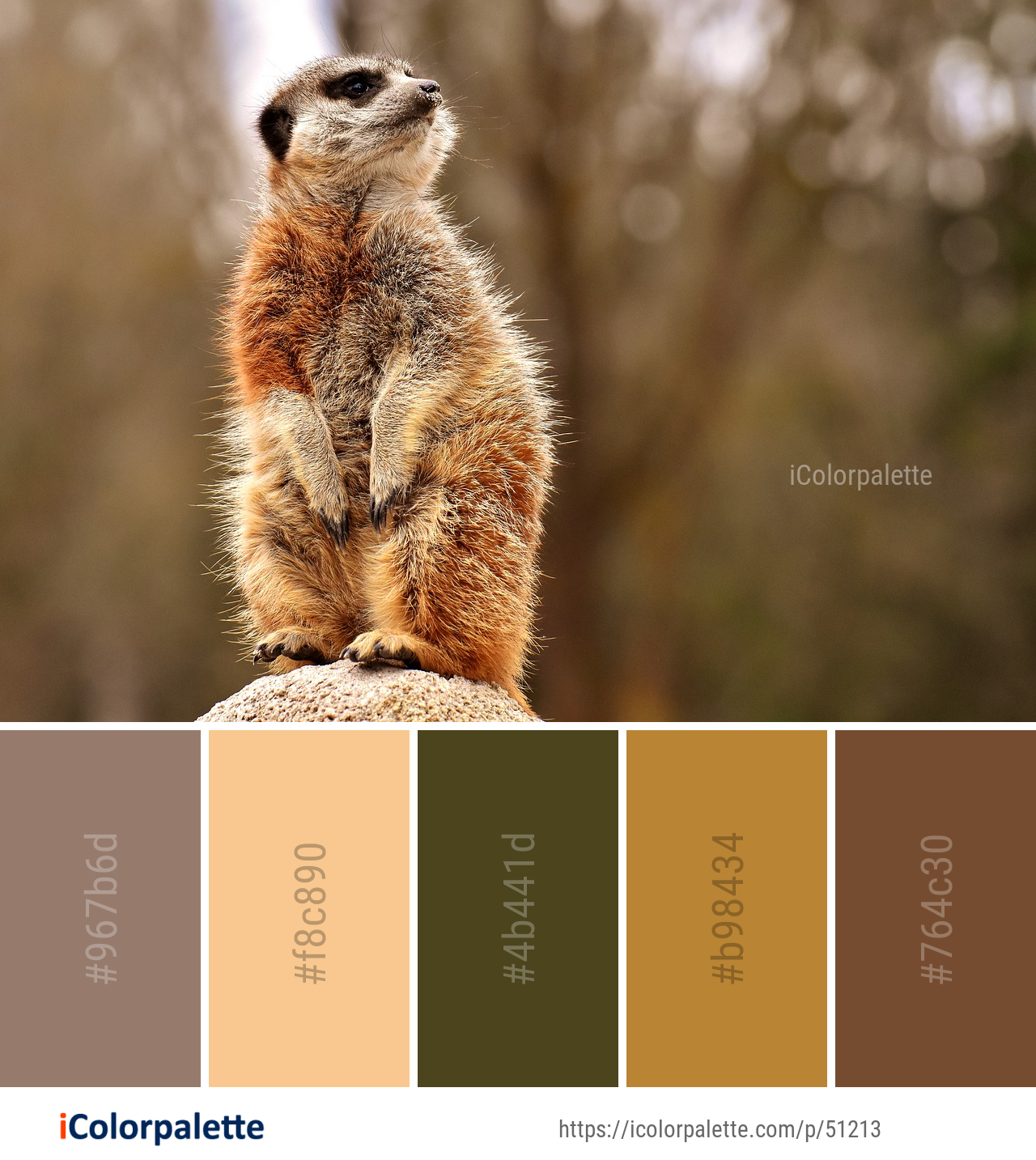 Color Palette Ideas from Meerkat Mammal Fauna Image | iColorpalette