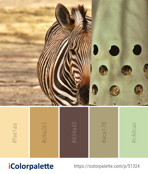 Color Palette Ideas from Wildlife Fauna Zebra Image | iColorpalette
