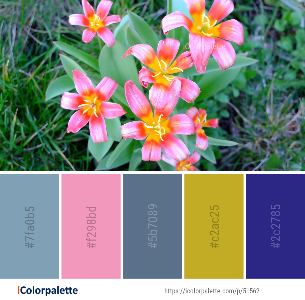Color Palette Ideas from Flower Plant Flora Image | iColorpalette
