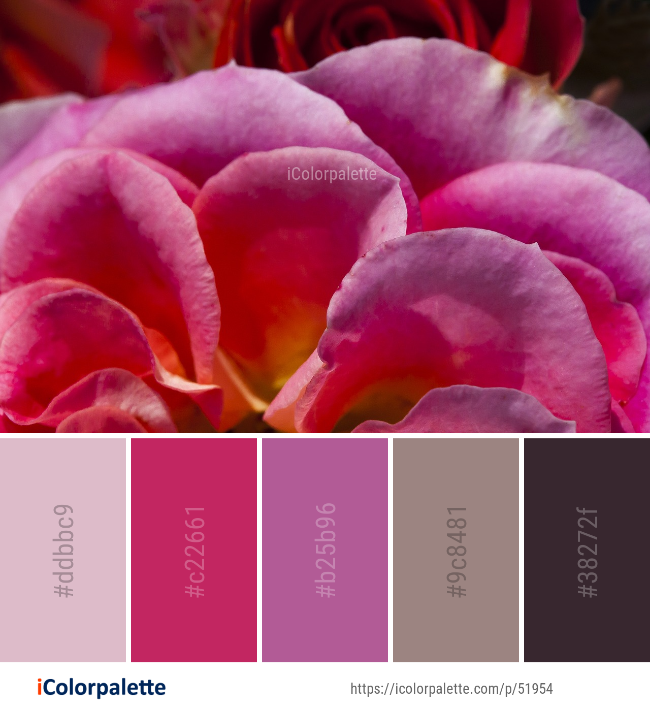 Color Palette Ideas from Flower Pink Petal Image | iColorpalette