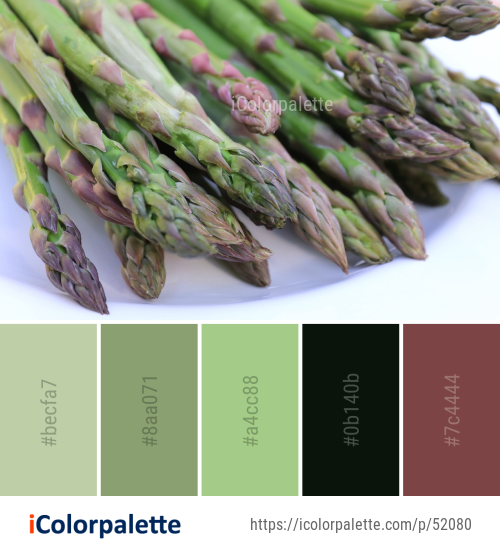 Color Palette Ideas from Asparagus Vegetable Image | iColorpalette