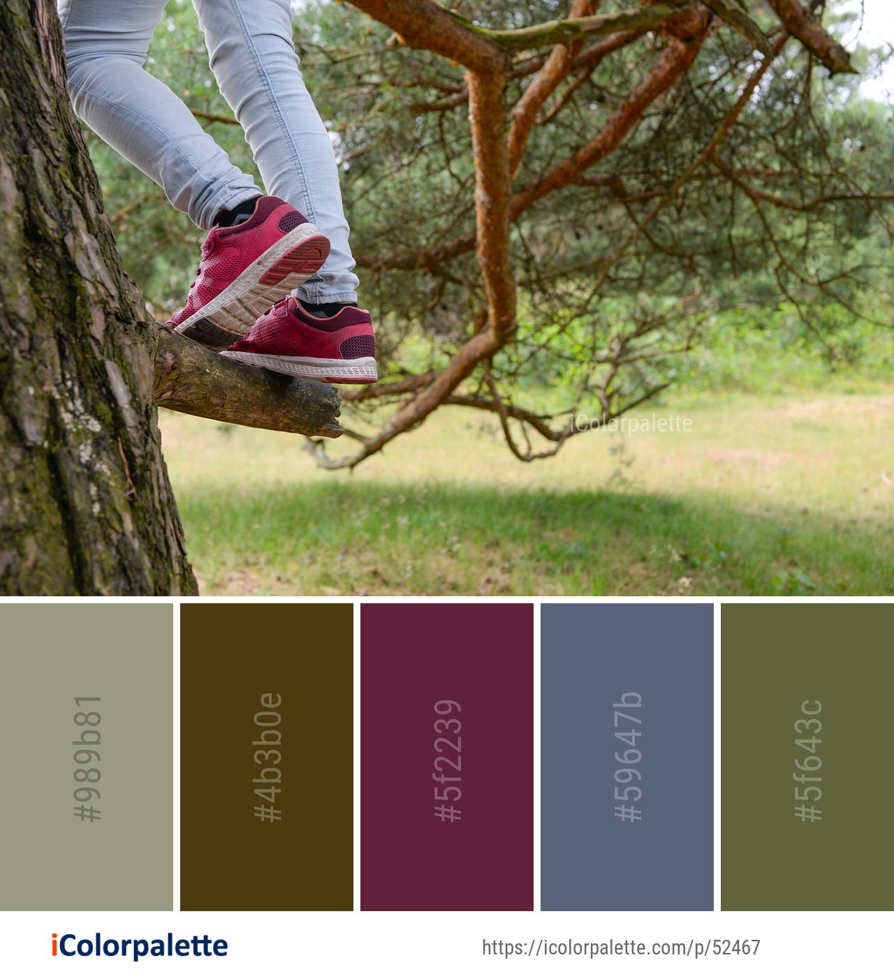 Color Palette Ideas from Tree Plant Path Image | iColorpalette