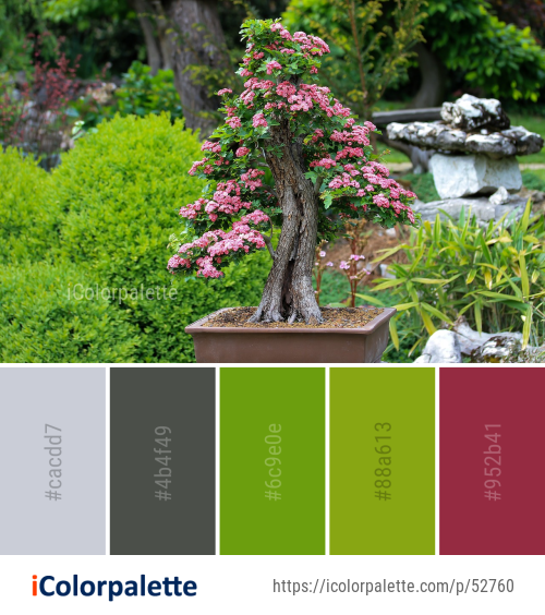10 Bonsai Color Palette ideas in 2025 | iColorpalette
