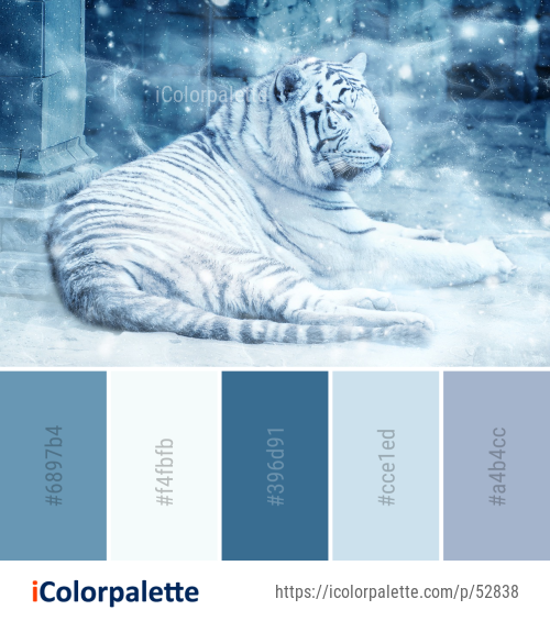 Color Palette Ideas from Tiger Wildlife White Image | iColorpalette