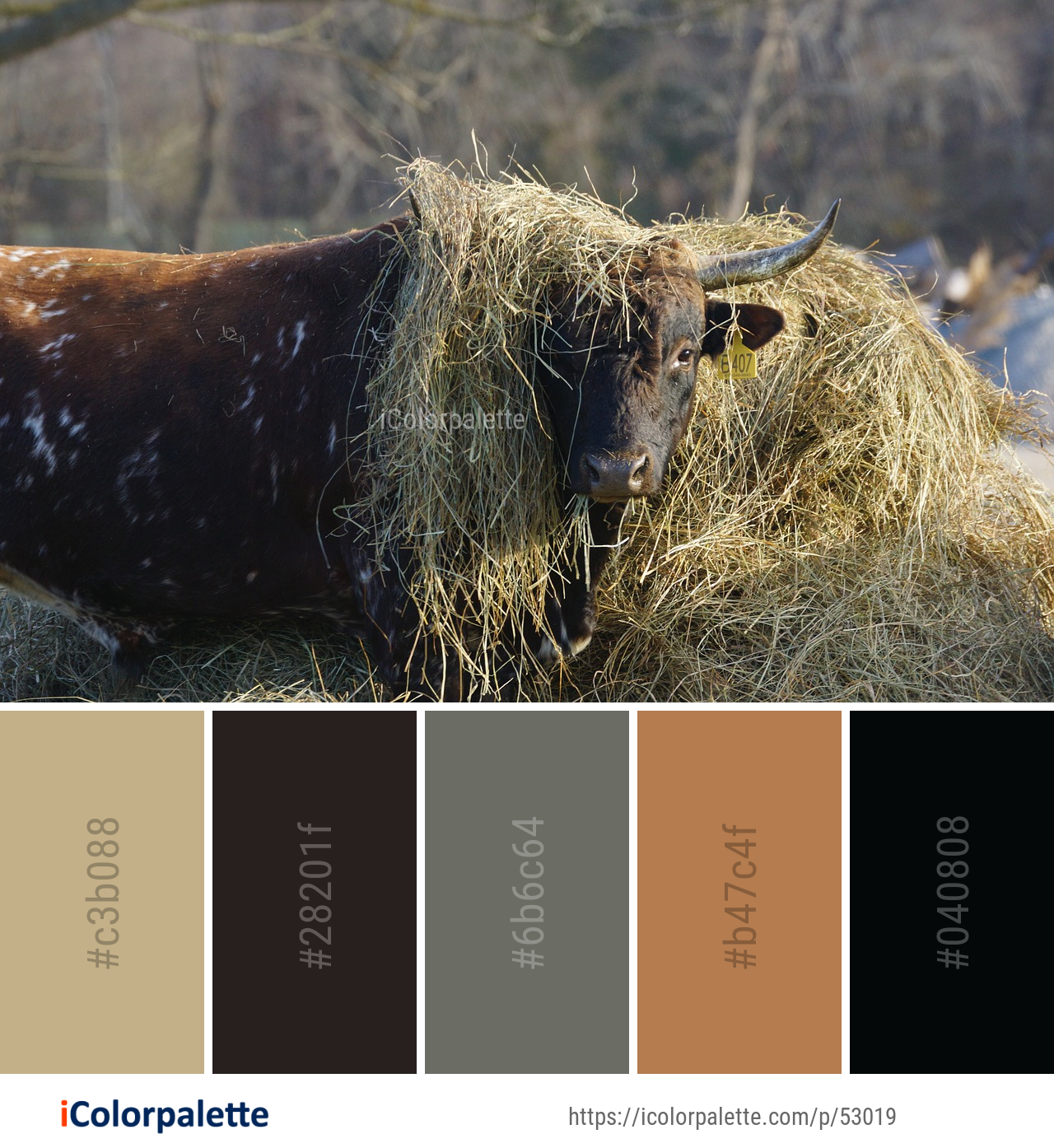 Color Palette Ideas from Cattle Like Mammal Fauna Wildlife Image ...