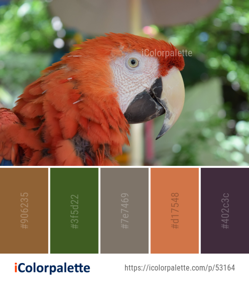 Color Palette Ideas from Beak Bird Parrot Image | iColorpalette