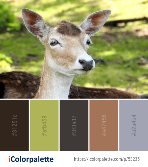 Color Palette Ideas from Wildlife Fauna Deer Image | iColorpalette