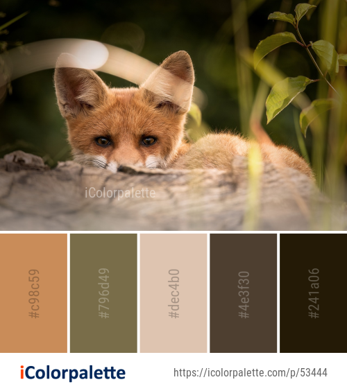Color Palette Ideas from Fox Red Wildlife Image | iColorpalette Color Palette Ideas from Fox Red Wildlife Image | iColorpalette