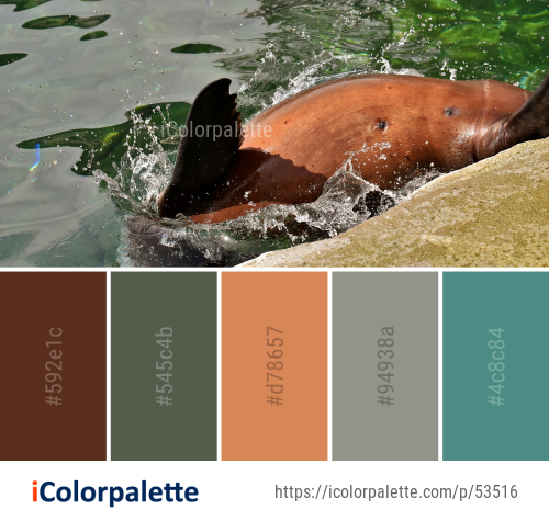 21 Dolphin Color Palette ideas in 2025 | iColorpalette
