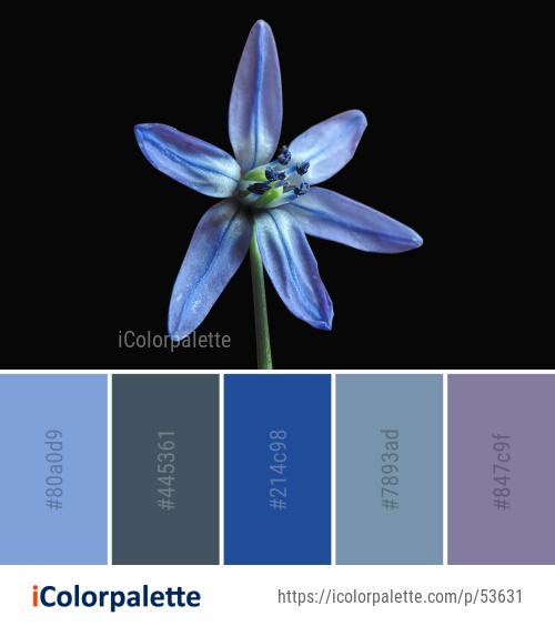 Color Palette Ideas from Flower Blue Flora Image | iColorpalette