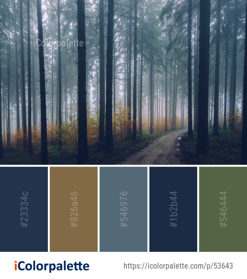 Color Palette Ideas from Forest Nature Tree Image | iColorpalette