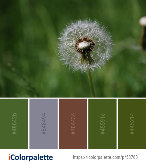 Color Palette Ideas from Flower Dandelion Plant Image | iColorpalette