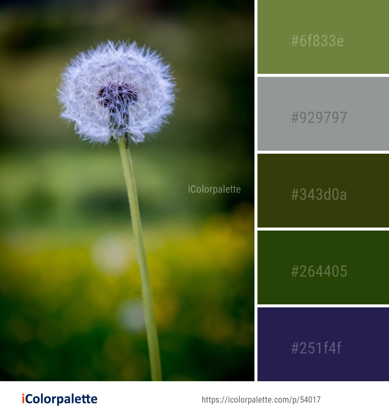 Color Palette Ideas from Flower Flora Dandelion Image | iColorpalette
