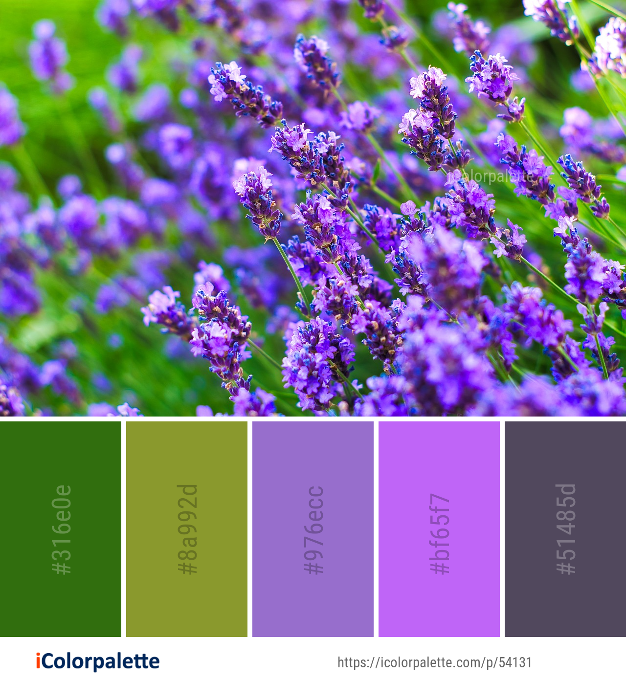 Color Palette Ideas from Lavender Flower English Image | iColorpalette