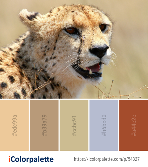 Color Palette Ideas from Cheetah Wildlife Terrestrial Animal Image ...