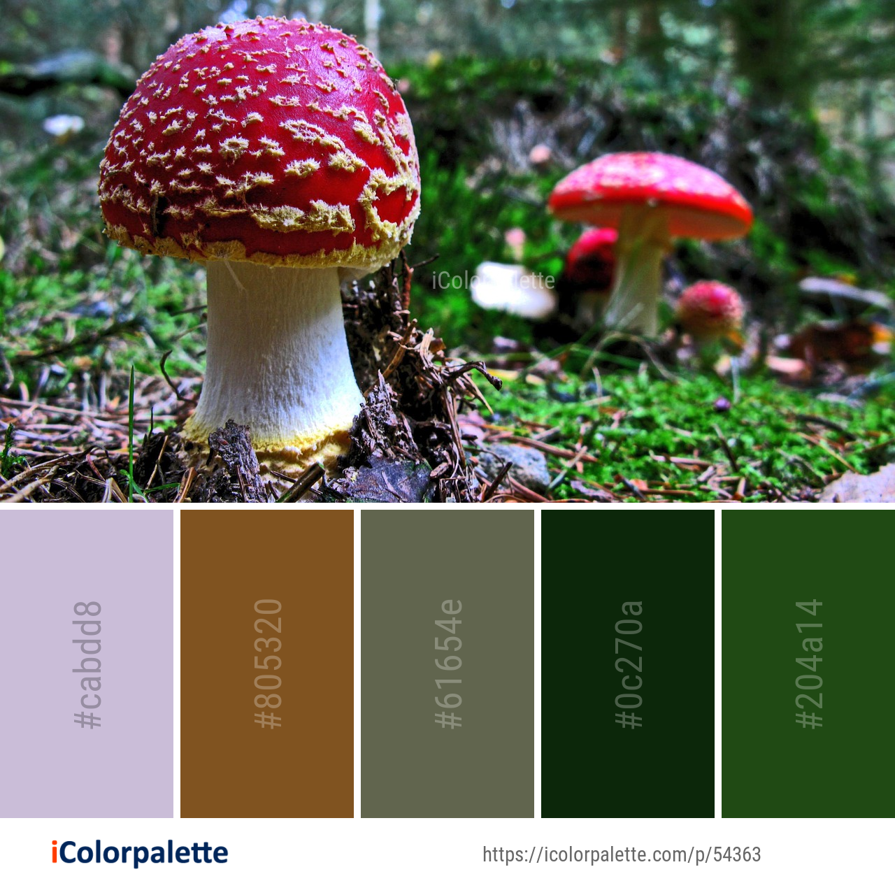 Color Palette Ideas from Fungus Mushroom Agaric Image | iColorpalette
