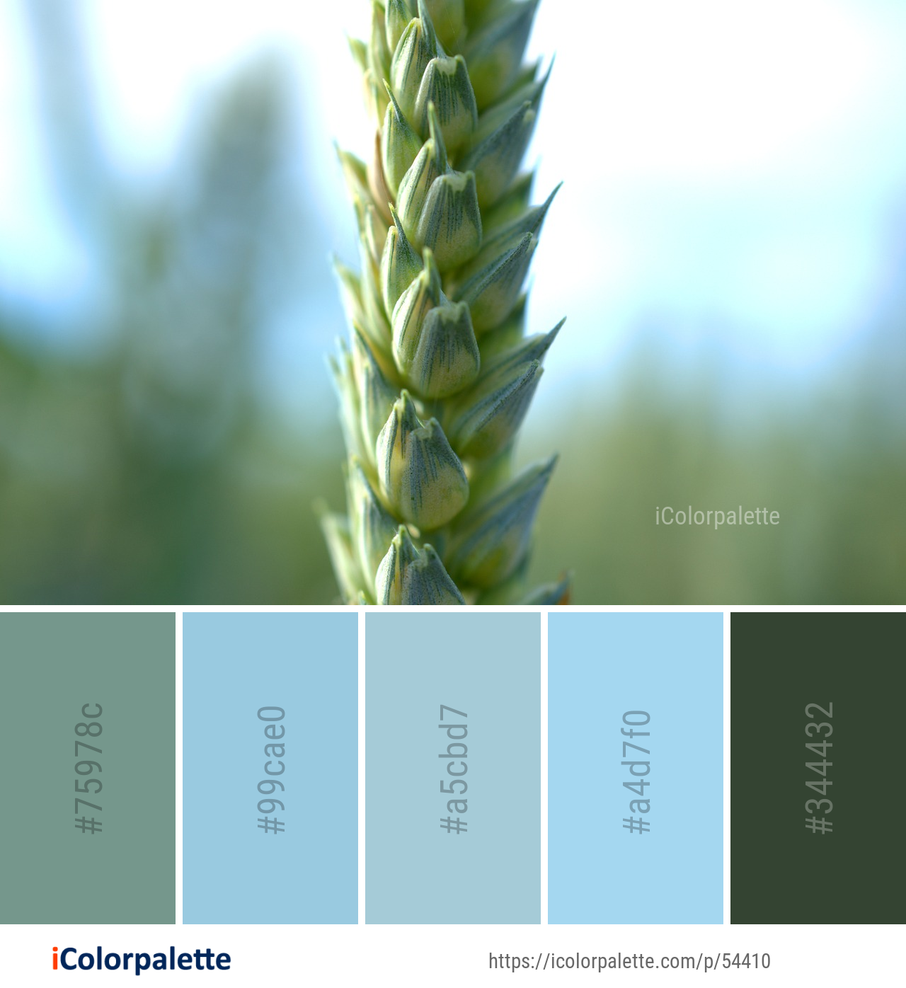 Color Palette Ideas from Grass Family Plant Image | iColorpalette