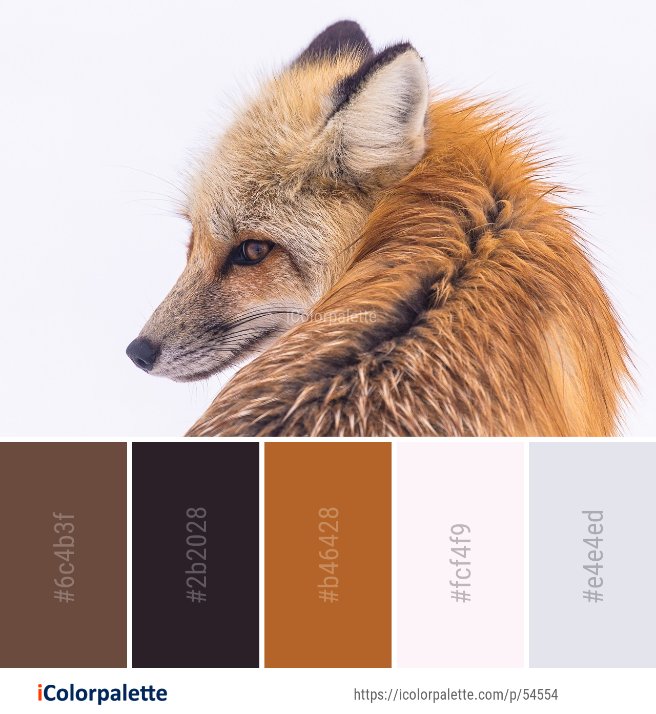 Color Palette Ideas from Fox Wildlife Red Image | iColorpalette Color Palette Ideas from Fox Wildlife Red Image | iColorpalette