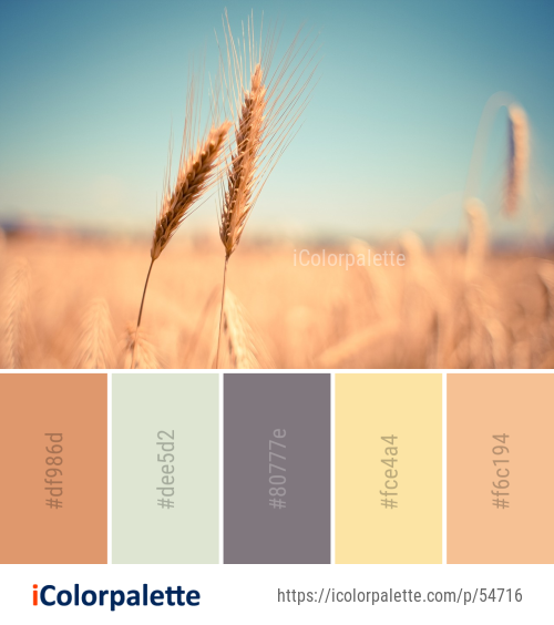 Color Palette Ideas from Sky Wheat Food Grain Image | iColorpalette