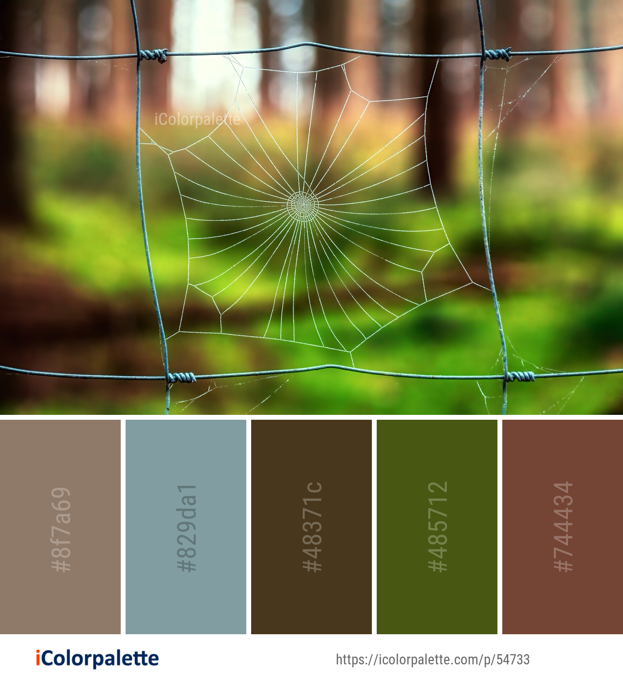 Color Palette Ideas from Spider Web Nature Water Image | iColorpalette