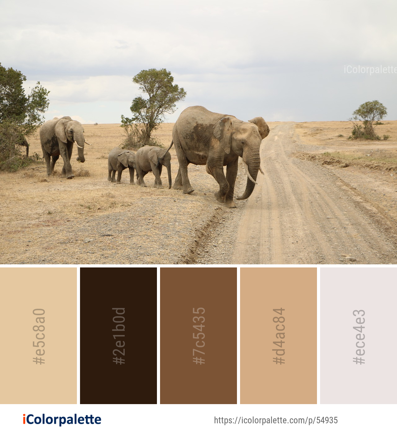 Color Palette Ideas from Elephants And Mammoths Elephant Wildlife Image ...
