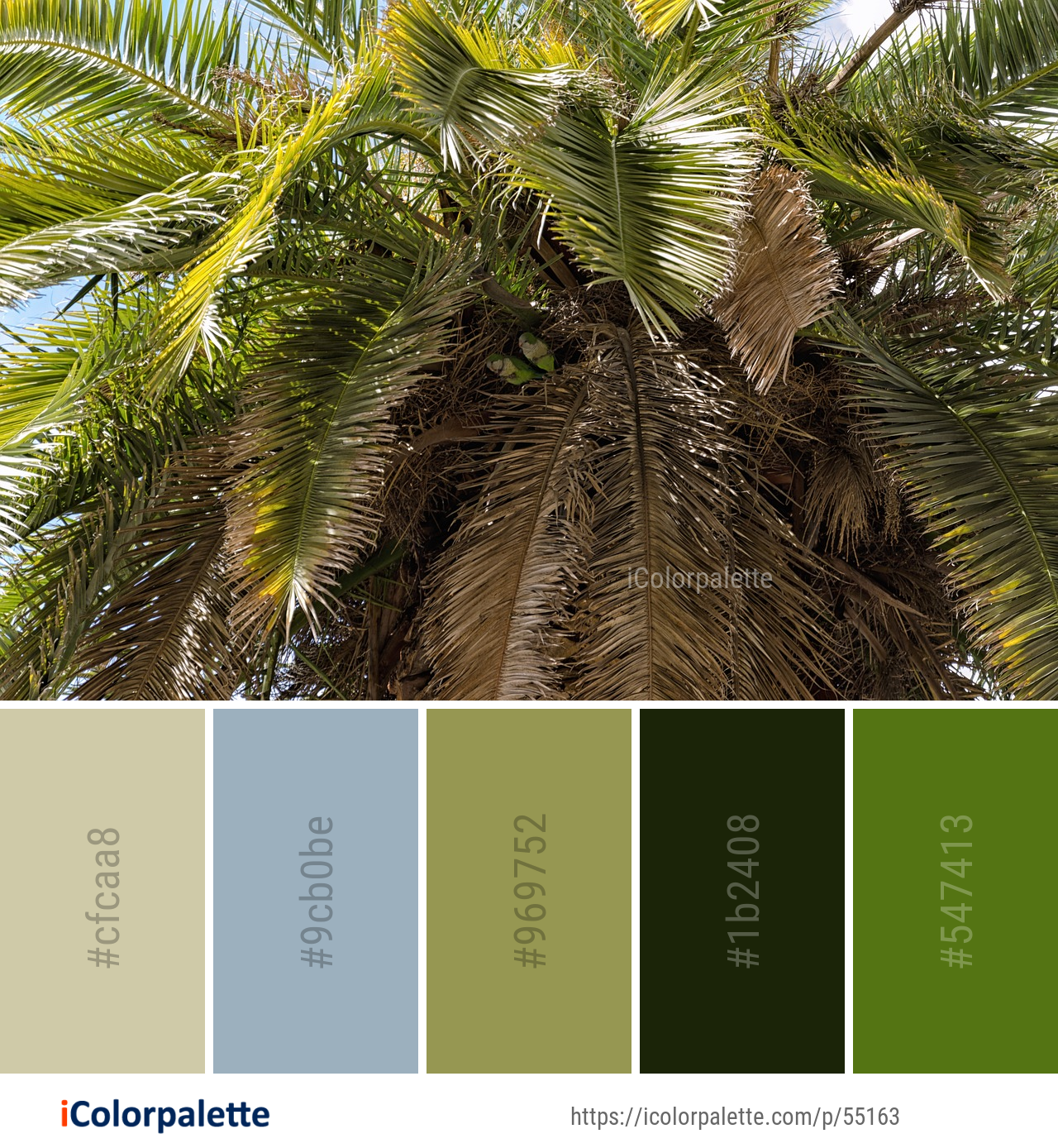 10+ Coconut Color Palette ideas in 2026 | iColorPalette