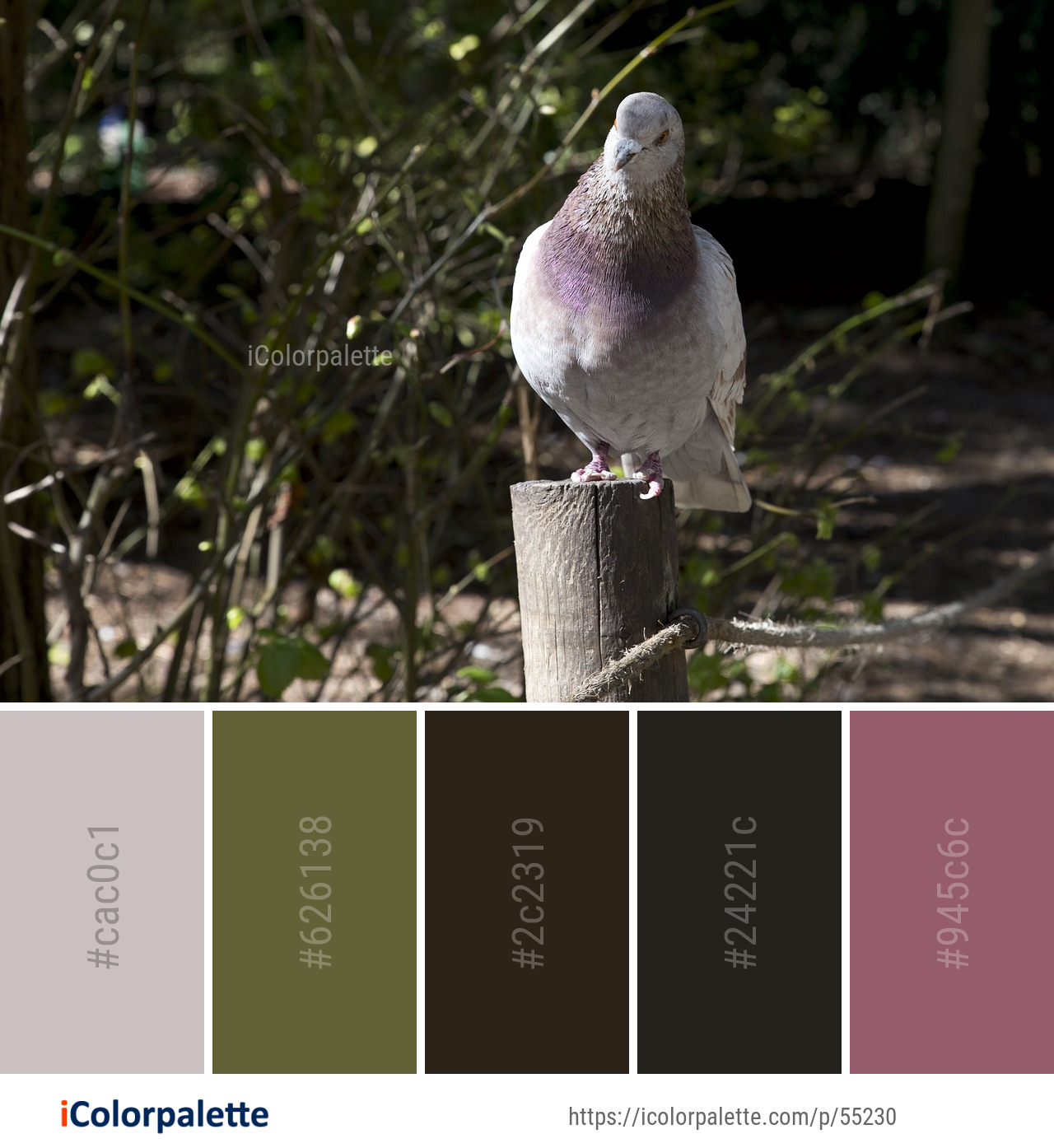 Color Palette Ideas from Bird Pigeons And Doves Fauna Image | iColorpalette