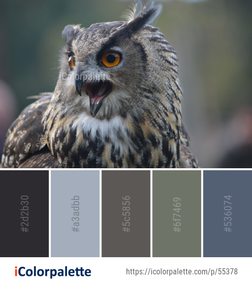 Color Palette Ideas from Owl Beak Bird Image | iColorpalette