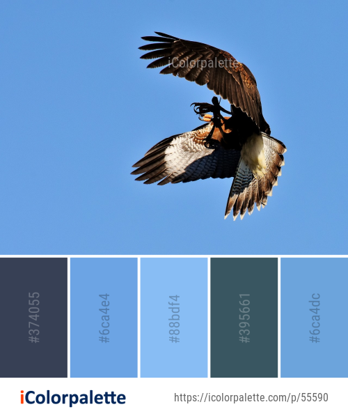 Color Palette Ideas from Bird Accipitriformes Eagle Image | iColorpalette