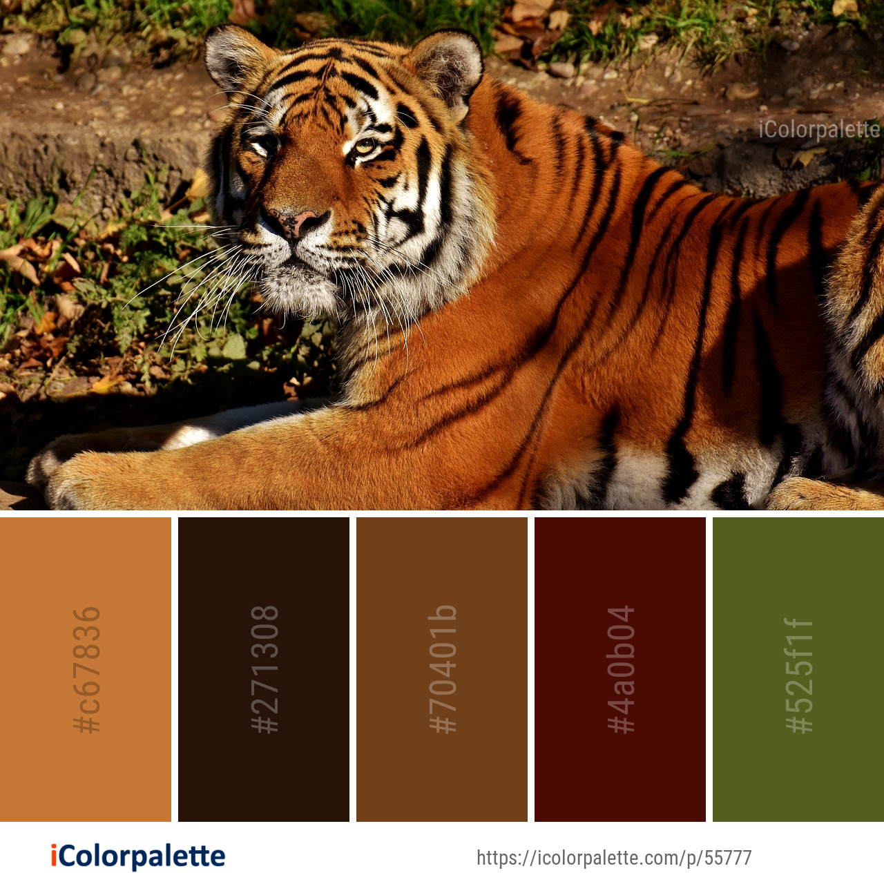 Color Palette Ideas from Tiger Wildlife Mammal Image | iColorpalette