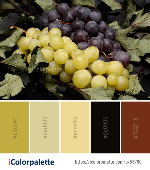 Color Palette Ideas from Fruit Grapevine Family Grape Image | iColorpalette