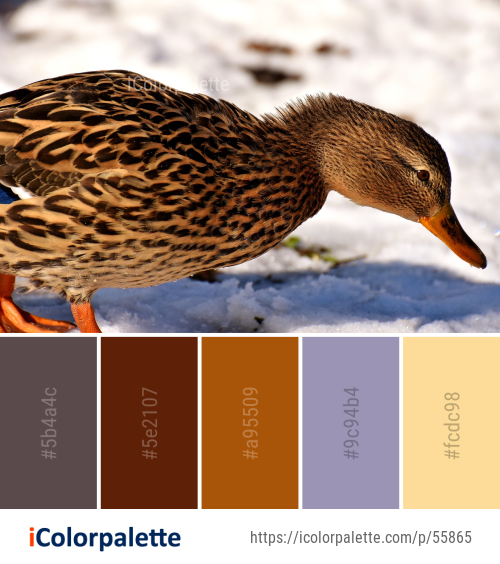 Color Palette Ideas from Duck Bird Mallard Image | iColorpalette