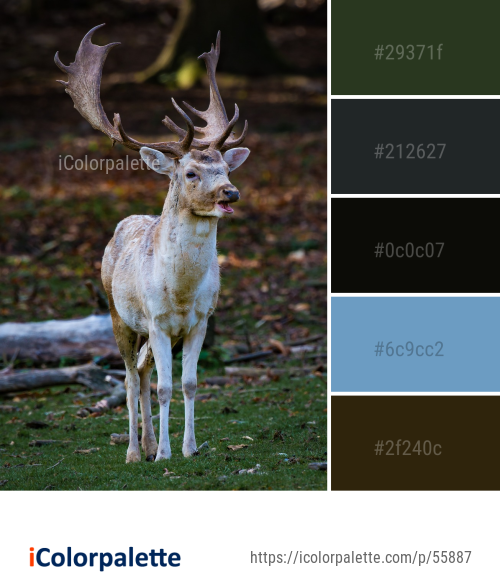 Color Palette Ideas from Wildlife Deer Fauna Image | iColorpalette