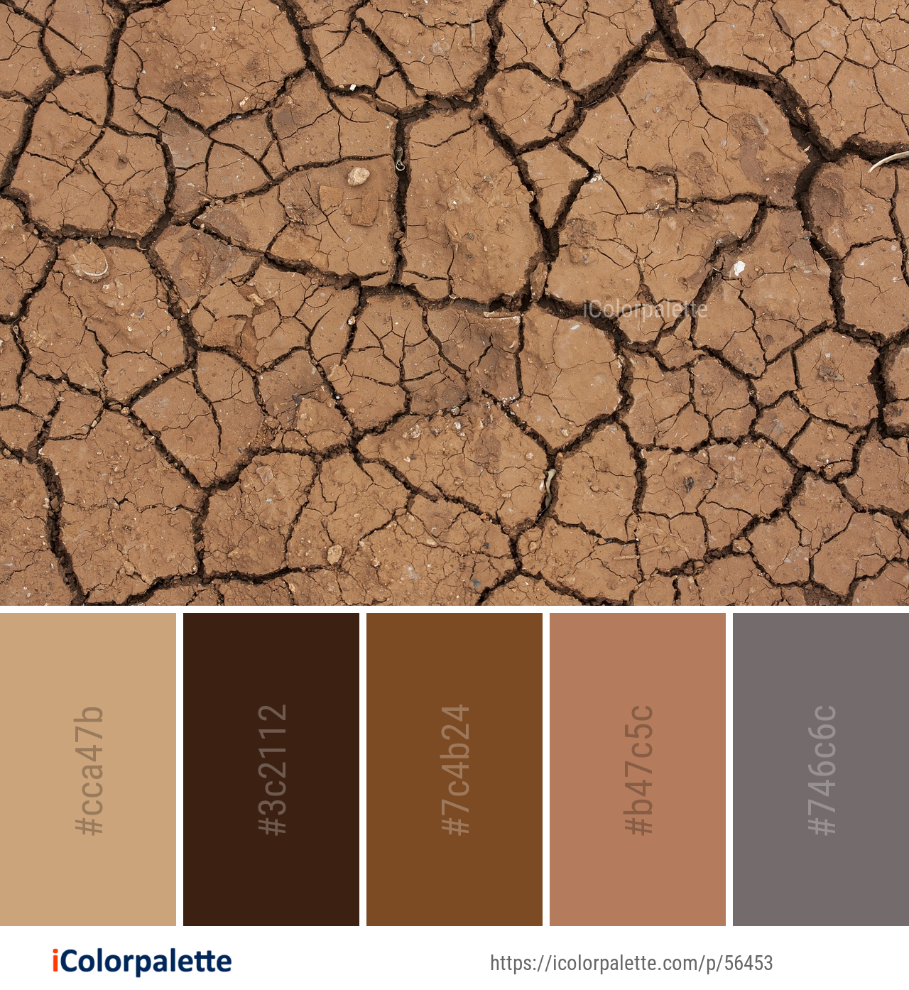 Color Palette Ideas from Soil Drought Pattern Image | iColorpalette