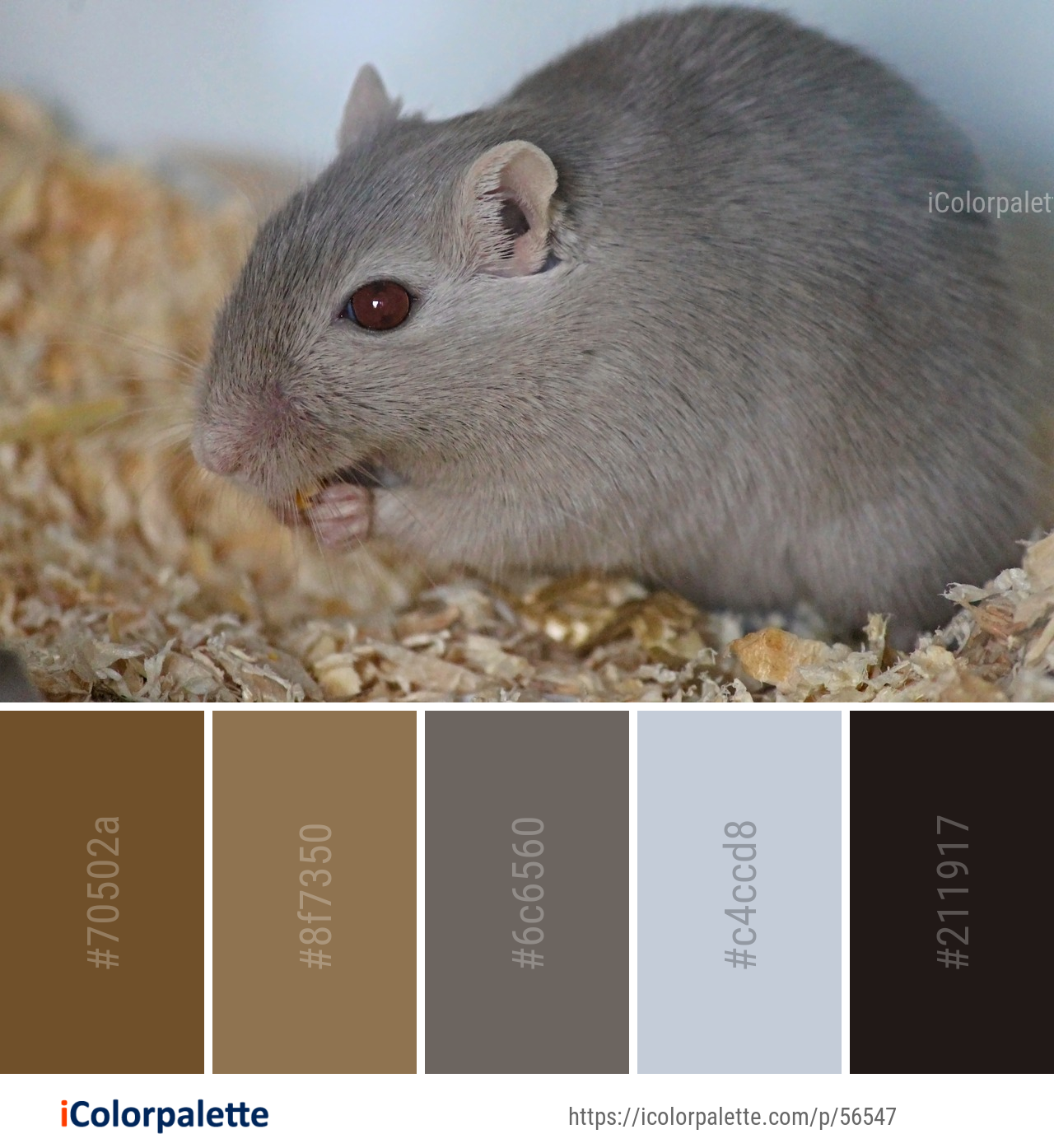 Color Palette Ideas from Gerbil Mouse Fauna Image | iColorpalette
