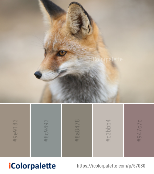 130 Fox Color Palette ideas in 2025 | iColorpalette