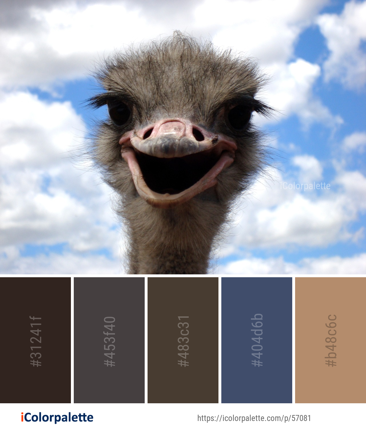 Color Palette Ideas from Ostrich Ratite Beak Image | iColorpalette
