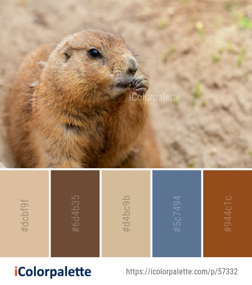 Color Palette Ideas from Prairie Dog Mammal Fauna Image | iColorPalette