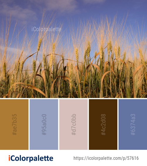 Color Palette Ideas from Sky Crop Field Image | iColorpalette