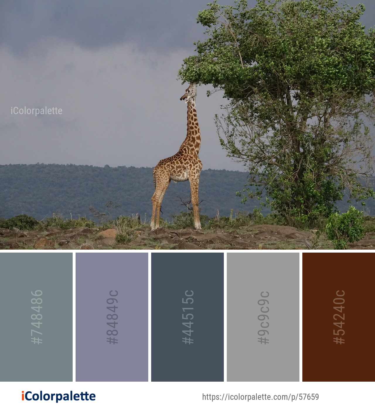 Color Palette Ideas from Giraffe Wildlife Terrestrial Animal Image ...
