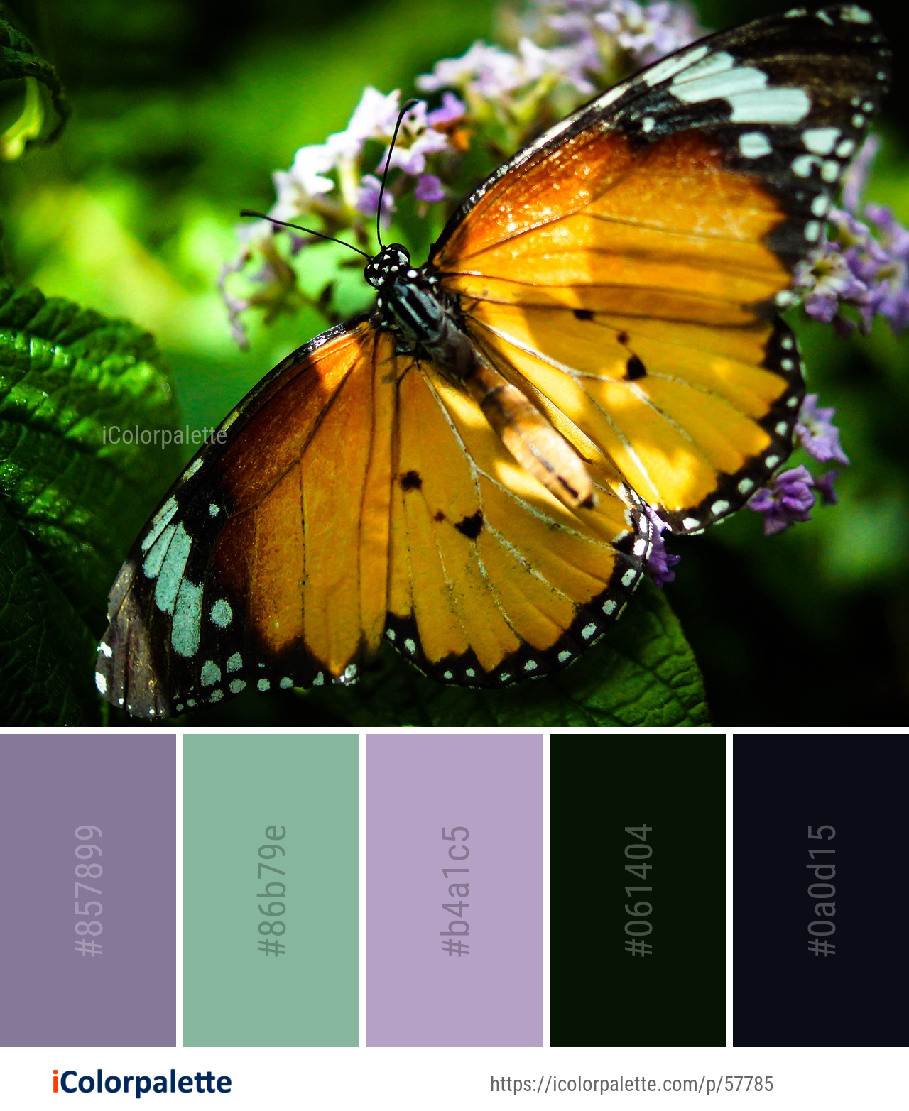 Color Palette Ideas from Butterfly Moths And Butterflies Insect Image ...