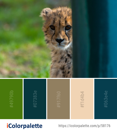 Color Palette Ideas from Cheetah Wildlife Terrestrial Animal Image ...