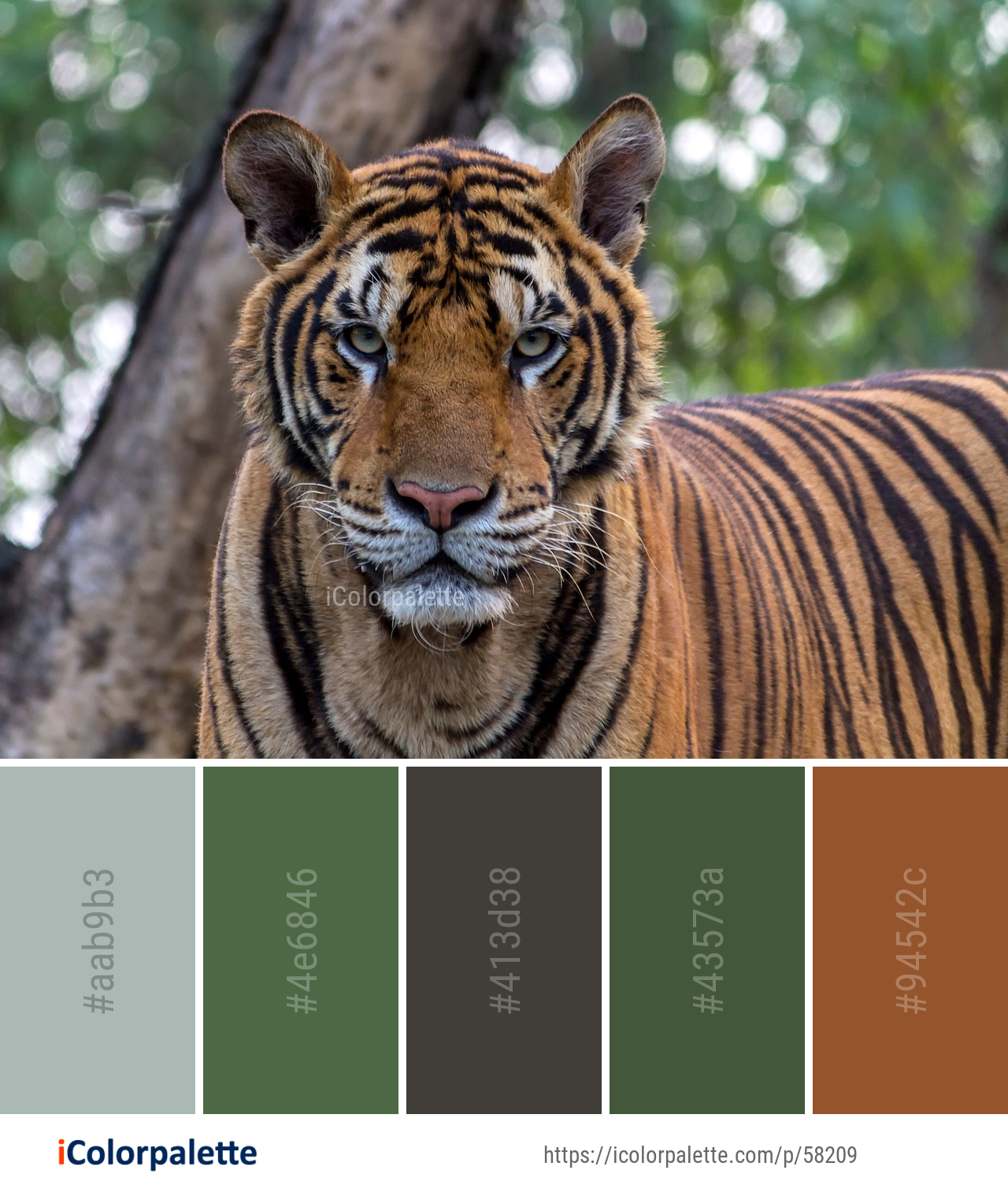 Color Palette Ideas from Tiger Wildlife Mammal Image | iColorpalette