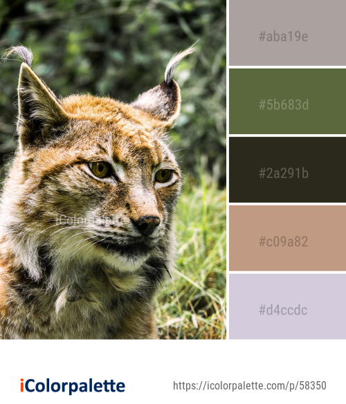 Color Palette Ideas from Wildlife Terrestrial Animal Mammal Image ...