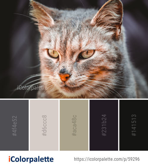 Color Palette Ideas from Cat Whiskers Face Image | iColorpalette