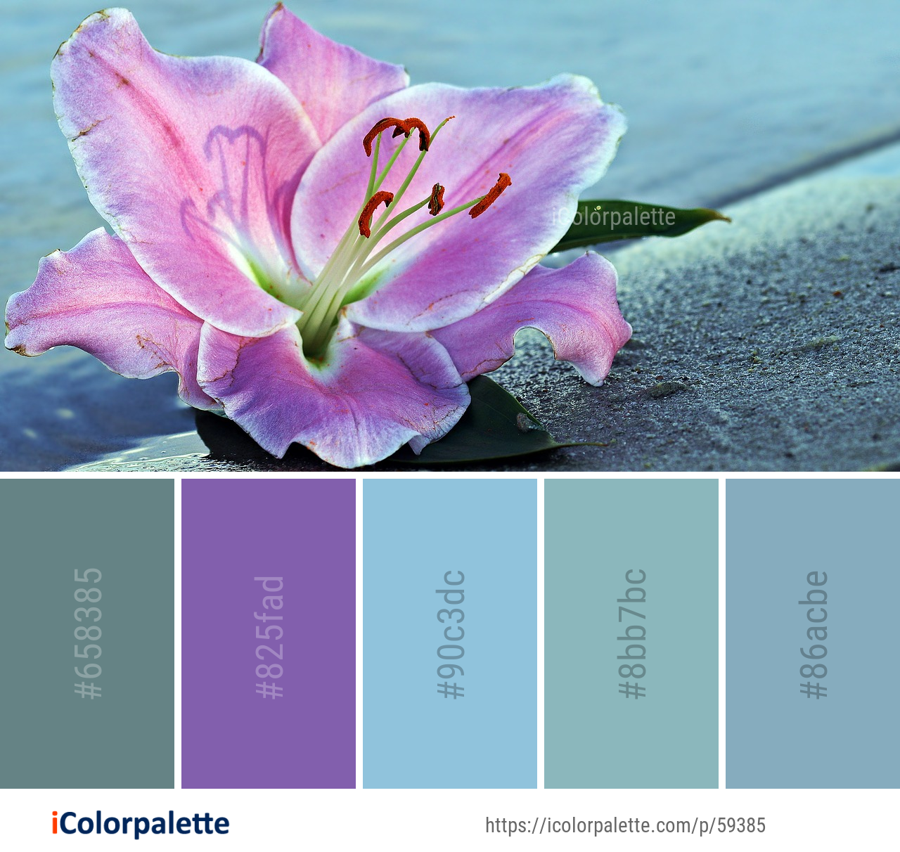 Color Palette Ideas from Flower Pink Plant Image | iColorpalette