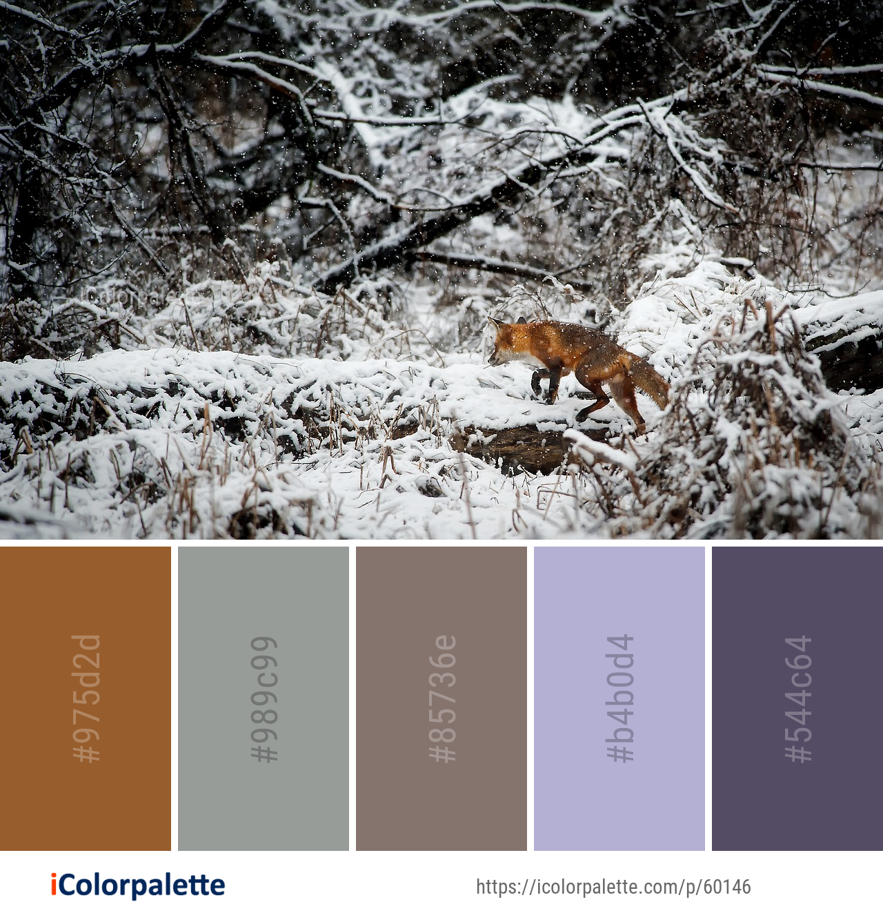 Color Palette Ideas from Snow Wildlife Winter Image | iColorpalette